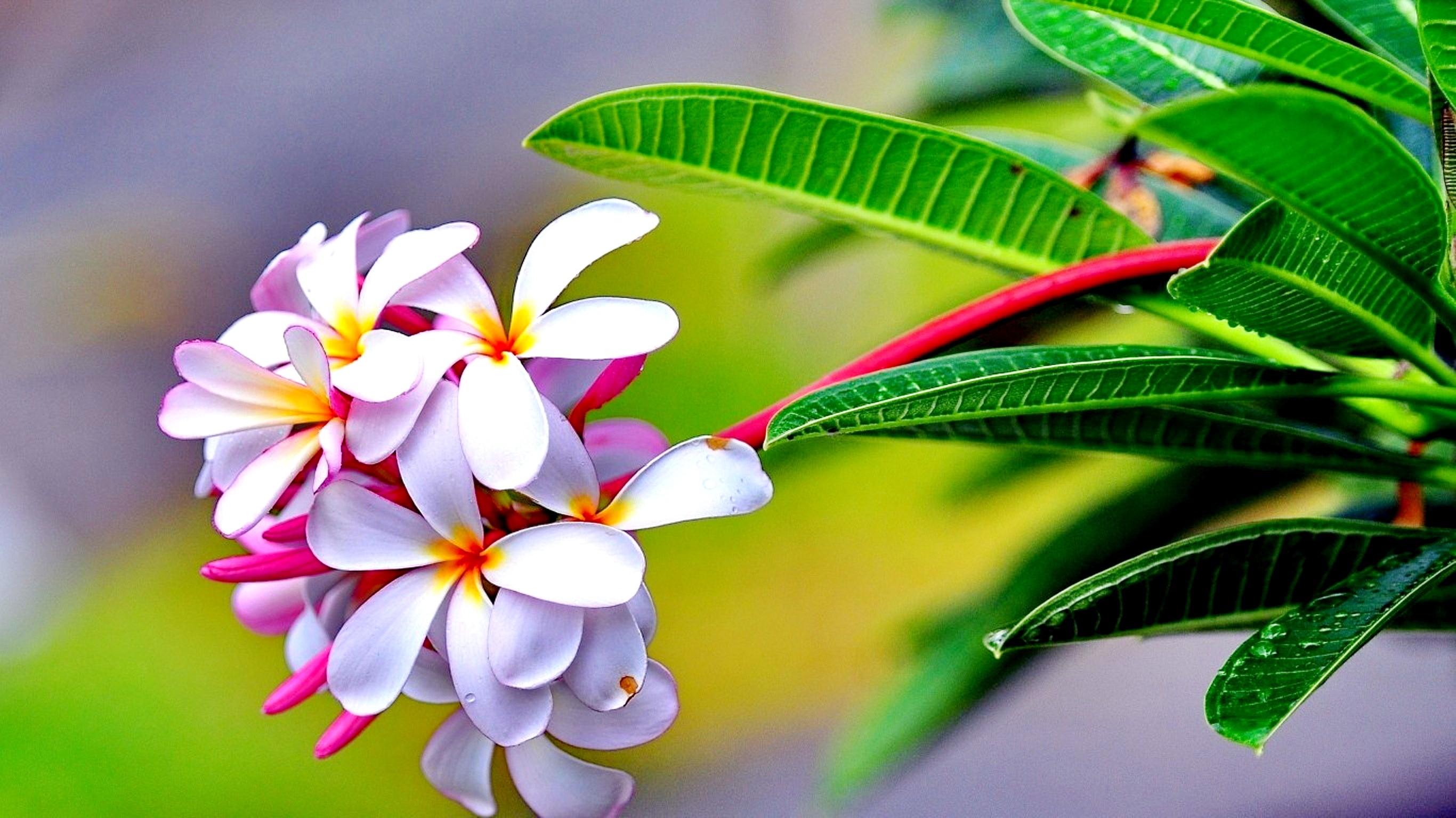 Wallpaper Nature Flowers Hd - Flower Nature Wallpaper Hd- WallpaperUse