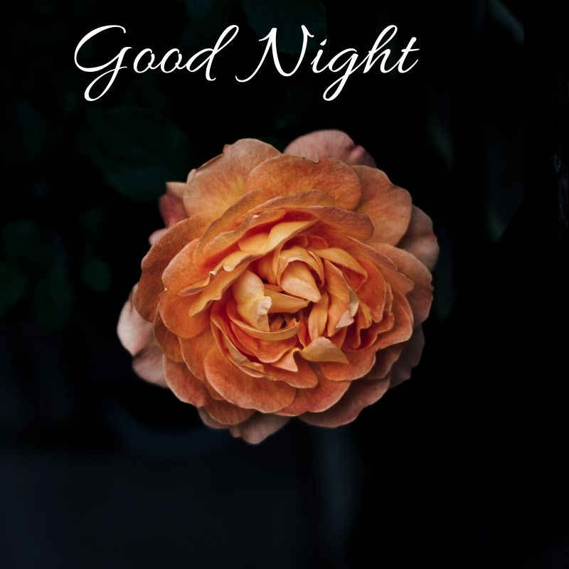 buenas noches fondo de pantalla,rosa,rosas de jardín,flor,pétalo,naranja (#3651) - WallpaperUse