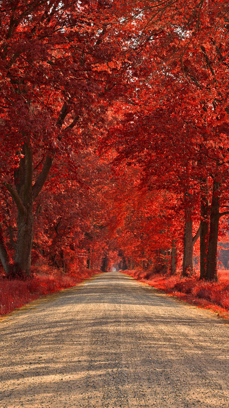 mejores fondos de pantalla,árbol,rojo,naturaleza,hoja,paisaje natural ...