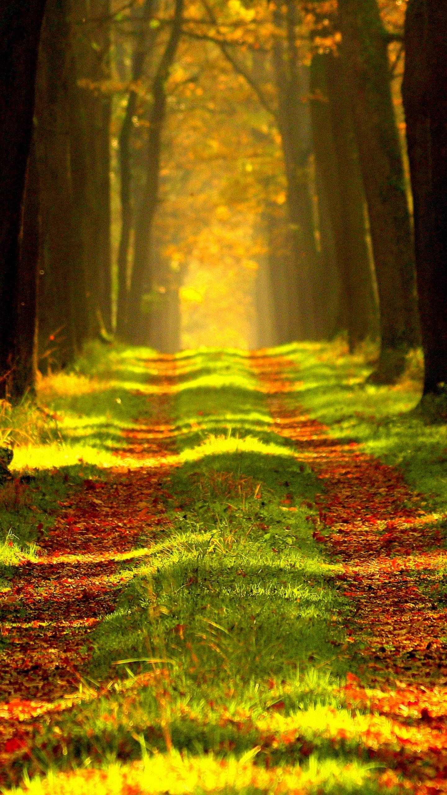 wallpaper for mobile,nature,natural landscape,sunlight,forest,green ...