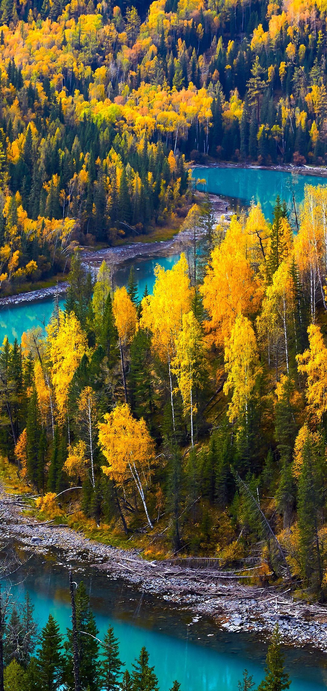 huawei wallpaper,larix lyalliisubalpine larch,nature,tree,natural ...