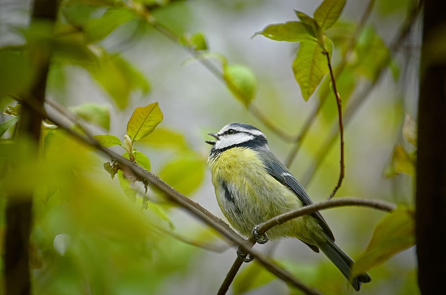 trill wallpaper,bird,beak,nature,chickadee,wildlife (#8270) - WallpaperUse
