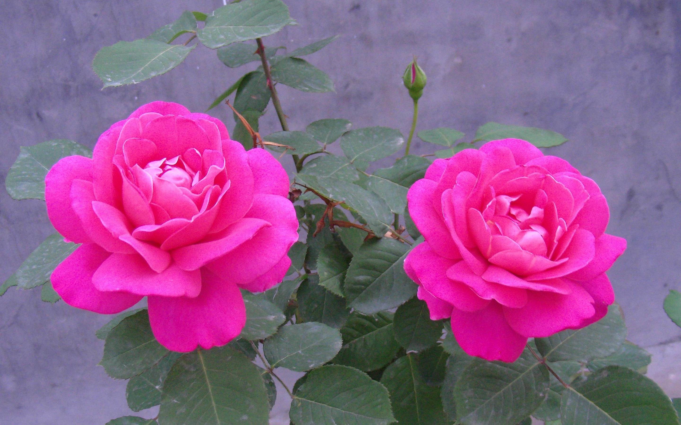 Download Link - Red Rose Wallpapers Of Flowers- WallpaperUse
