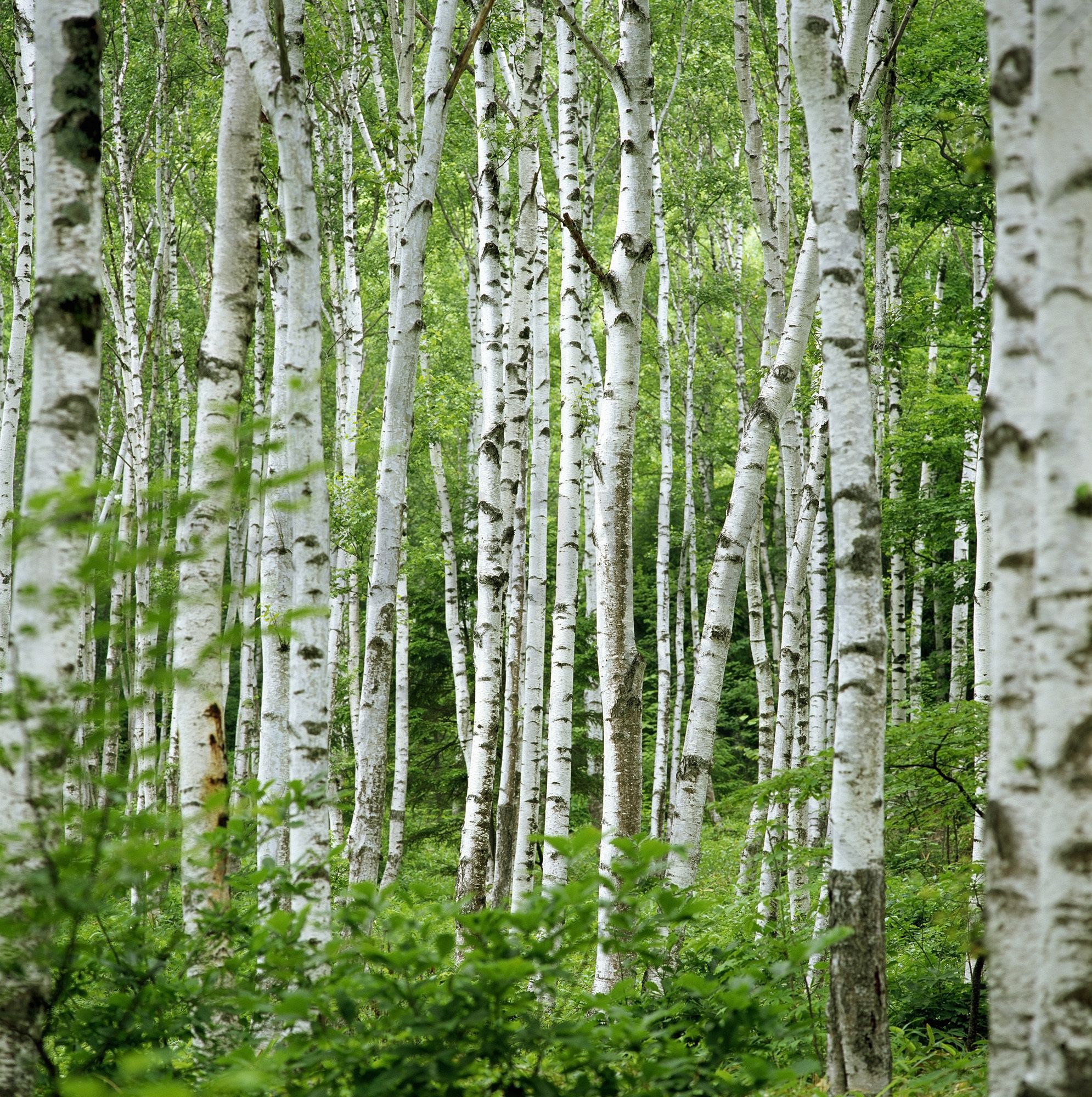 carta da parati in betulla,albero,betulla di canoa,foresta di ...