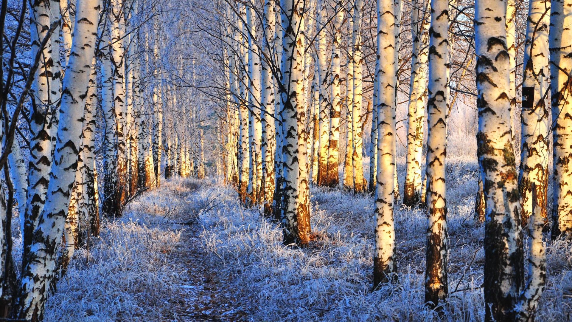 Birch Tree Hd Wallpaper - Winter Birch Forest- WallpaperUse