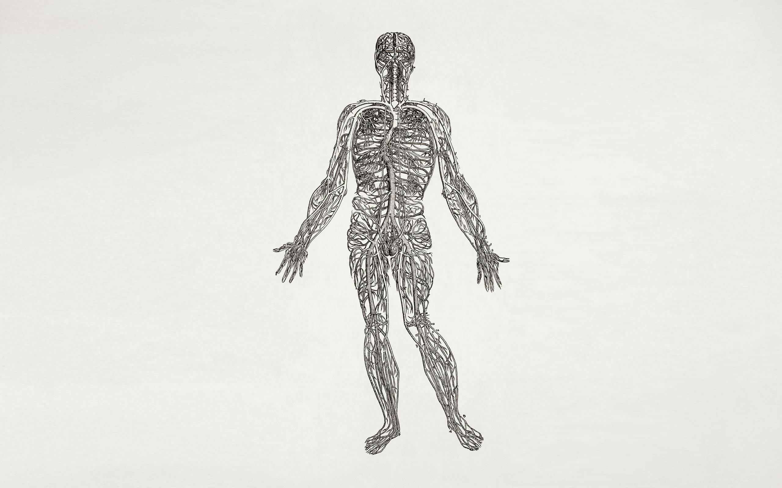 200557 Title Artistic Anatomy Wallpaper - Andreas Vesalius Nervous ...