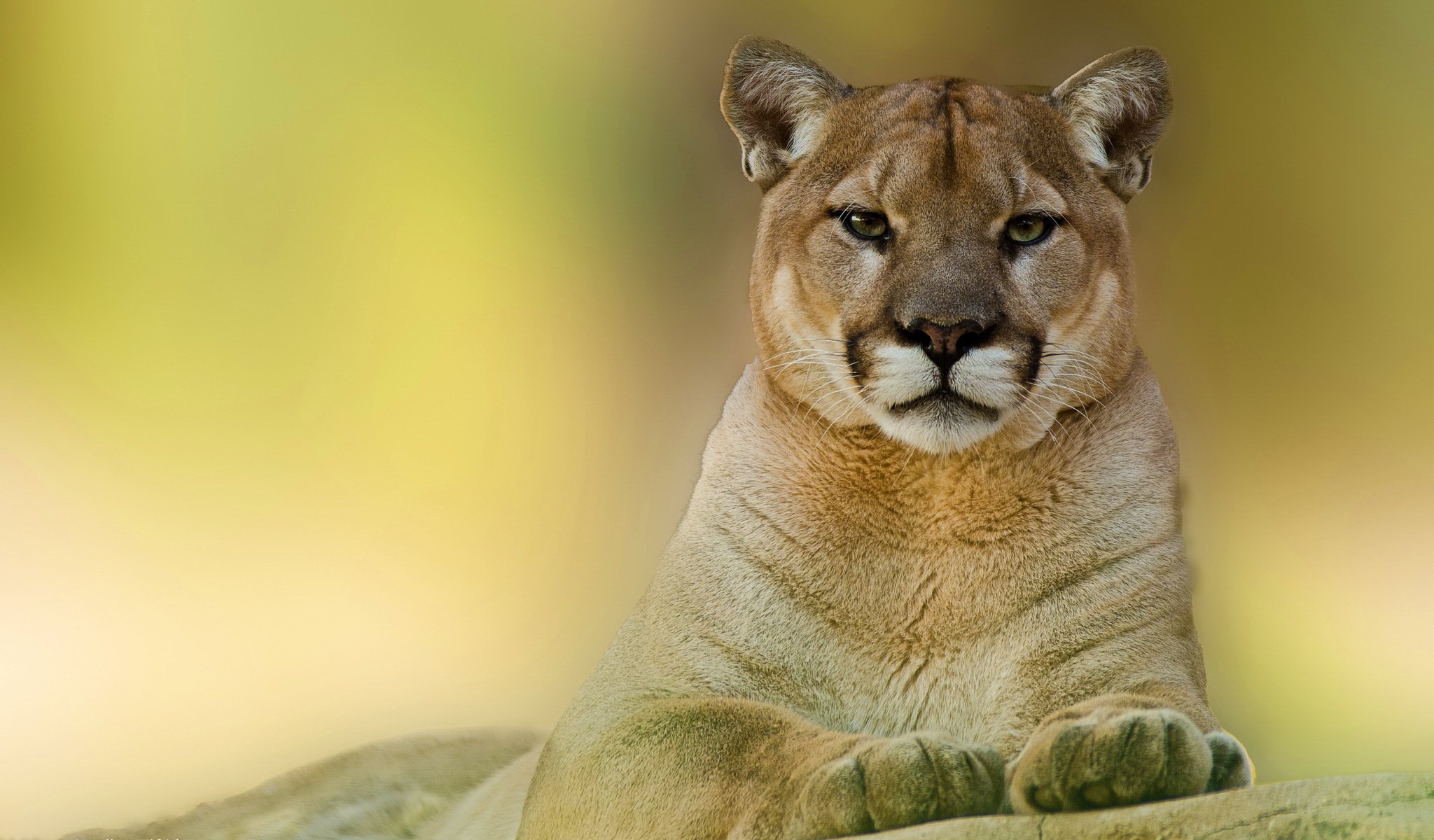 Puma Wallpaper - Puma Wallpaper Hd Animal- WallpaperUse