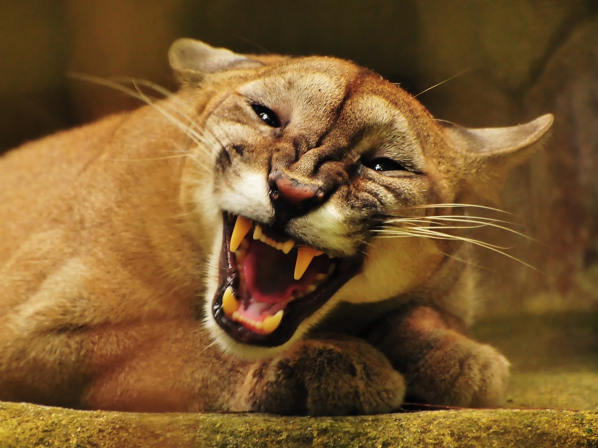 Angry Puma Wallpaper - Puma Animal- WallpaperUse