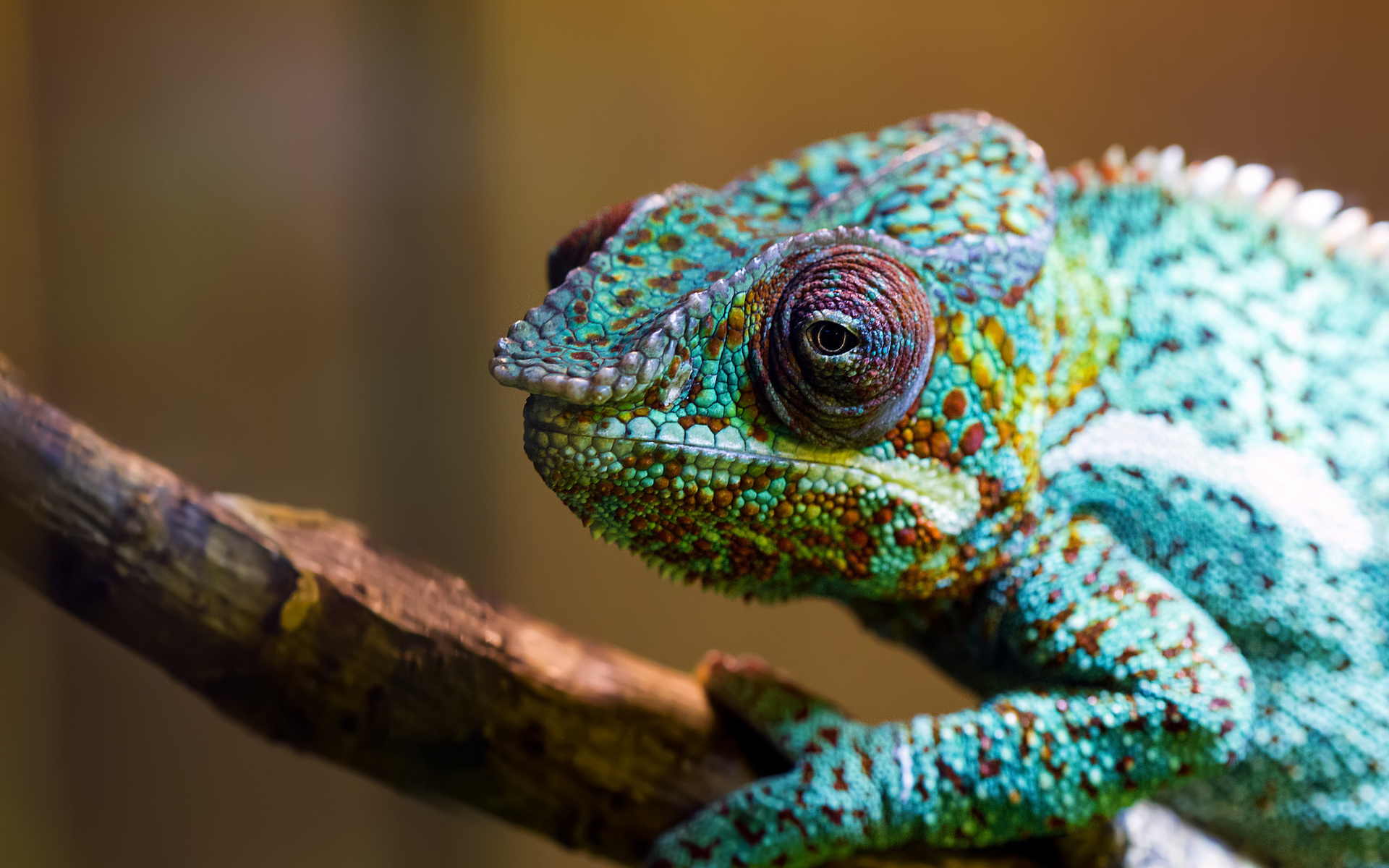 Chameleon High Resolution Background- WallpaperUse