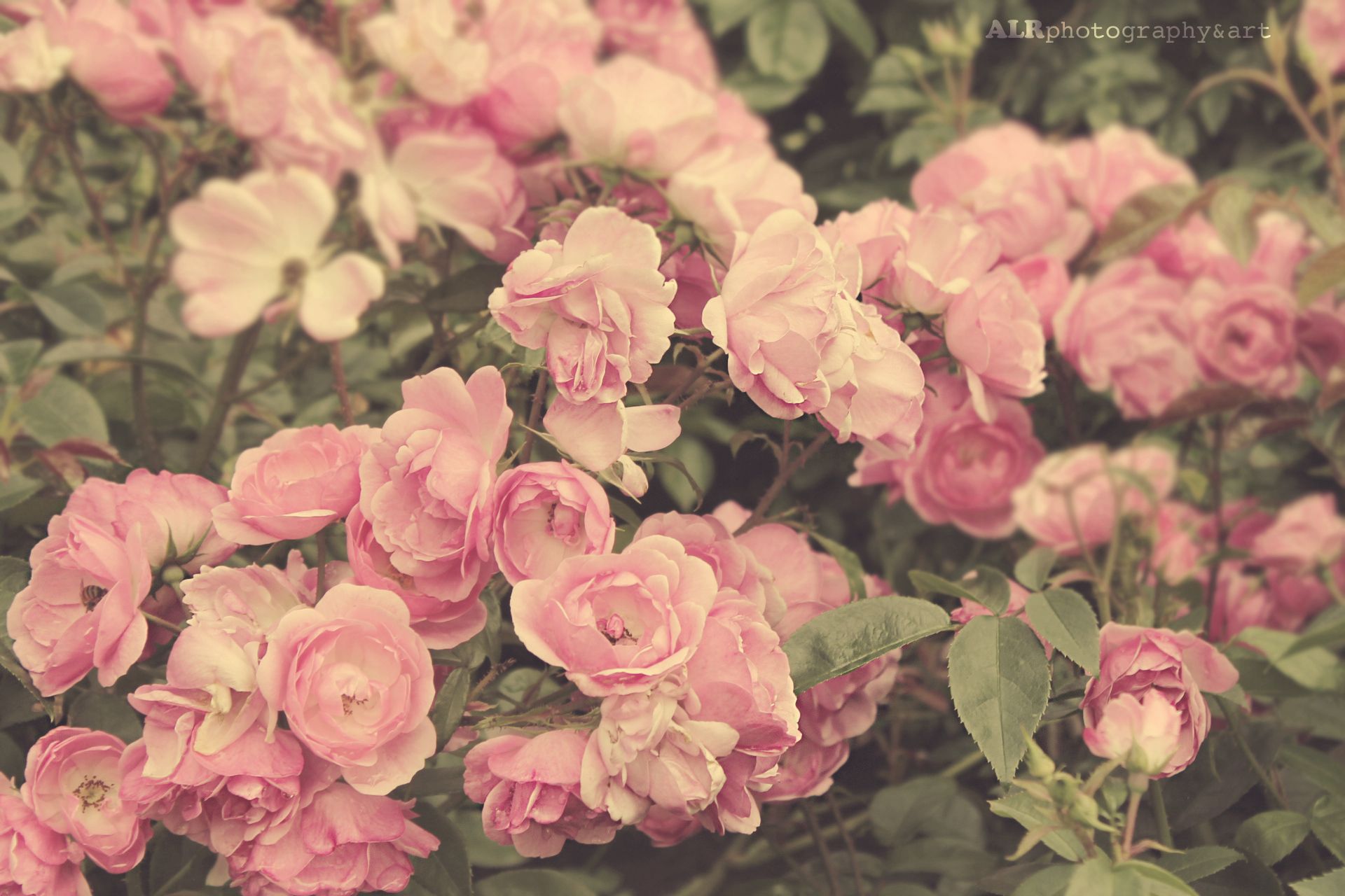 Pink Roses Computer Background- WallpaperUse
