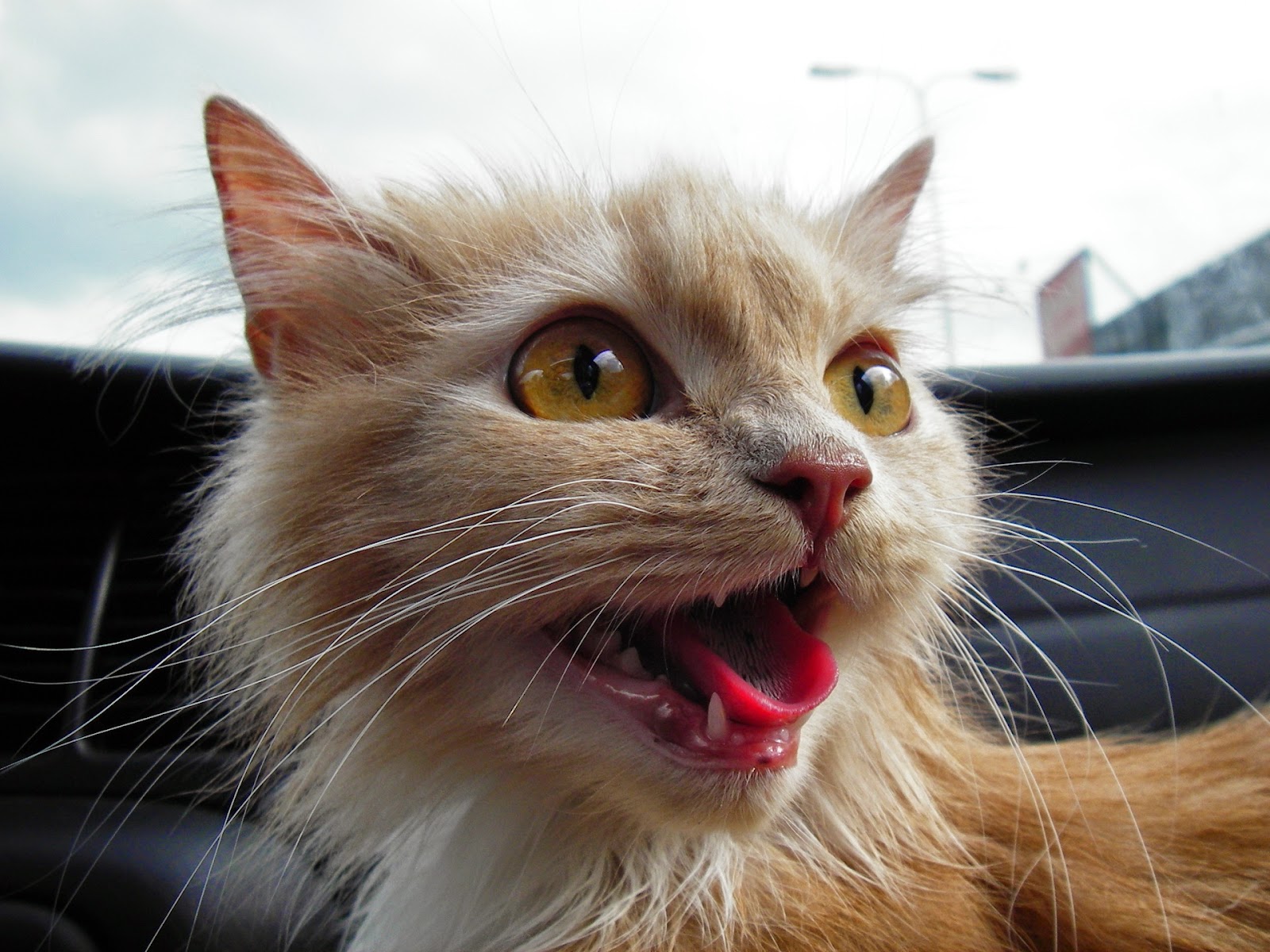 Screaming Cat- WallpaperUse