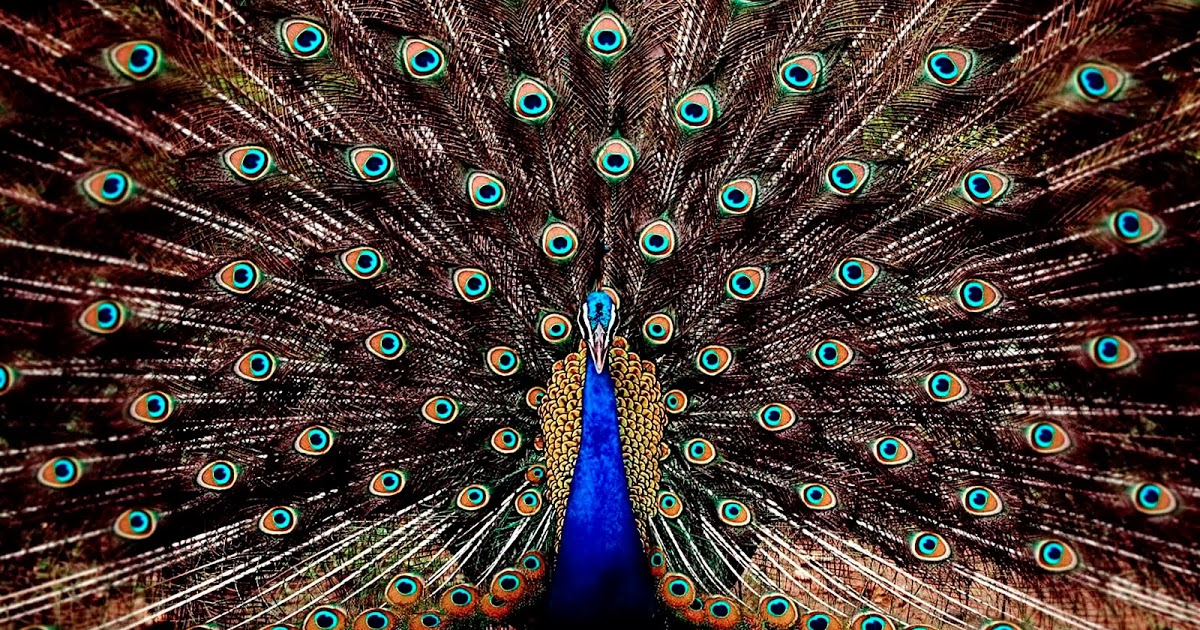 wallpaper kunci layar,peafowl,feather,bird,galliformes,phasianidae ...
