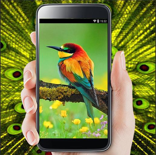 wallpaper kunci layar,bird,gadget,mobile phone,portable communications ...