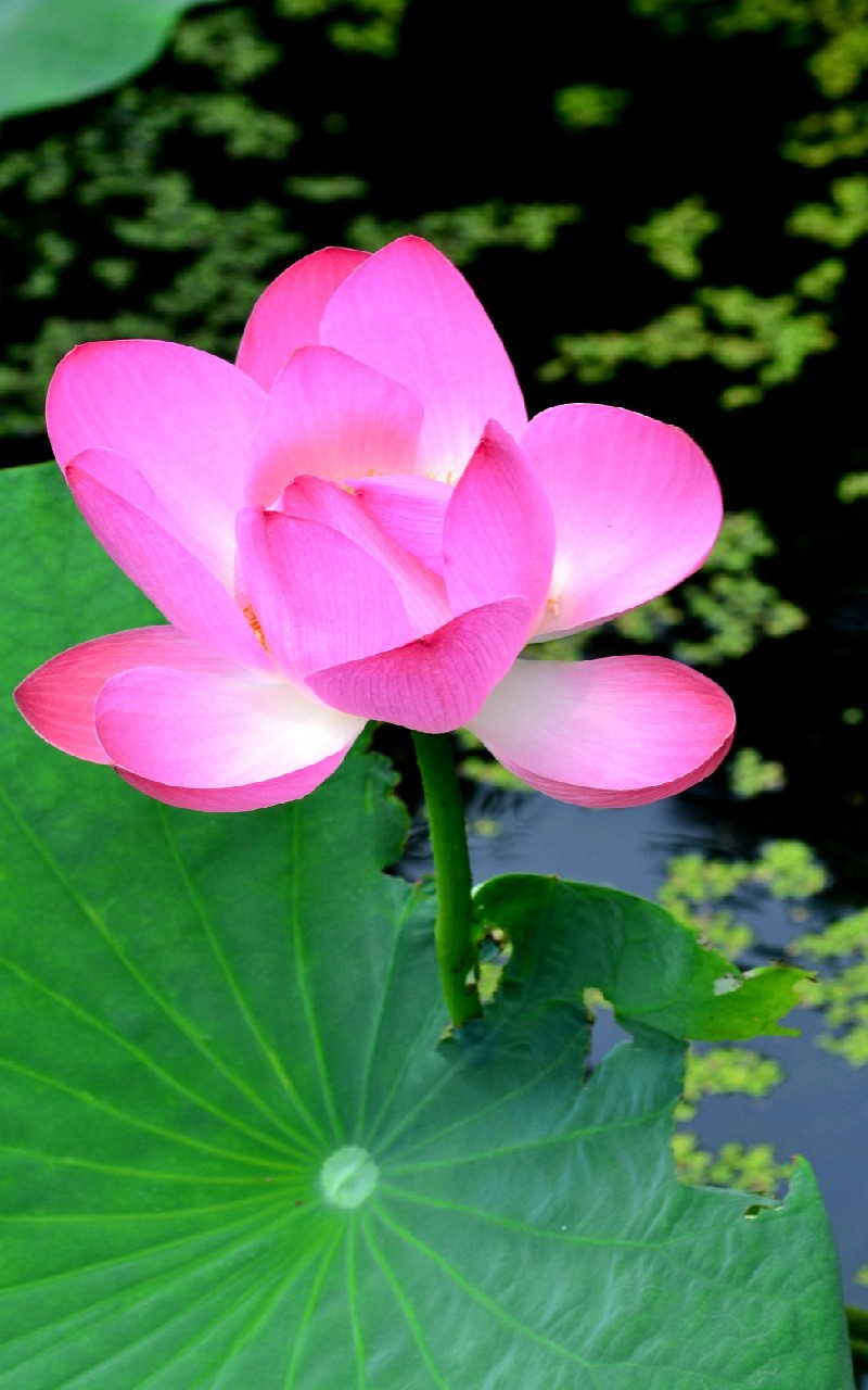 My World My Life My Love Filosofi Bunga Teratai - Chinese Poem About ...