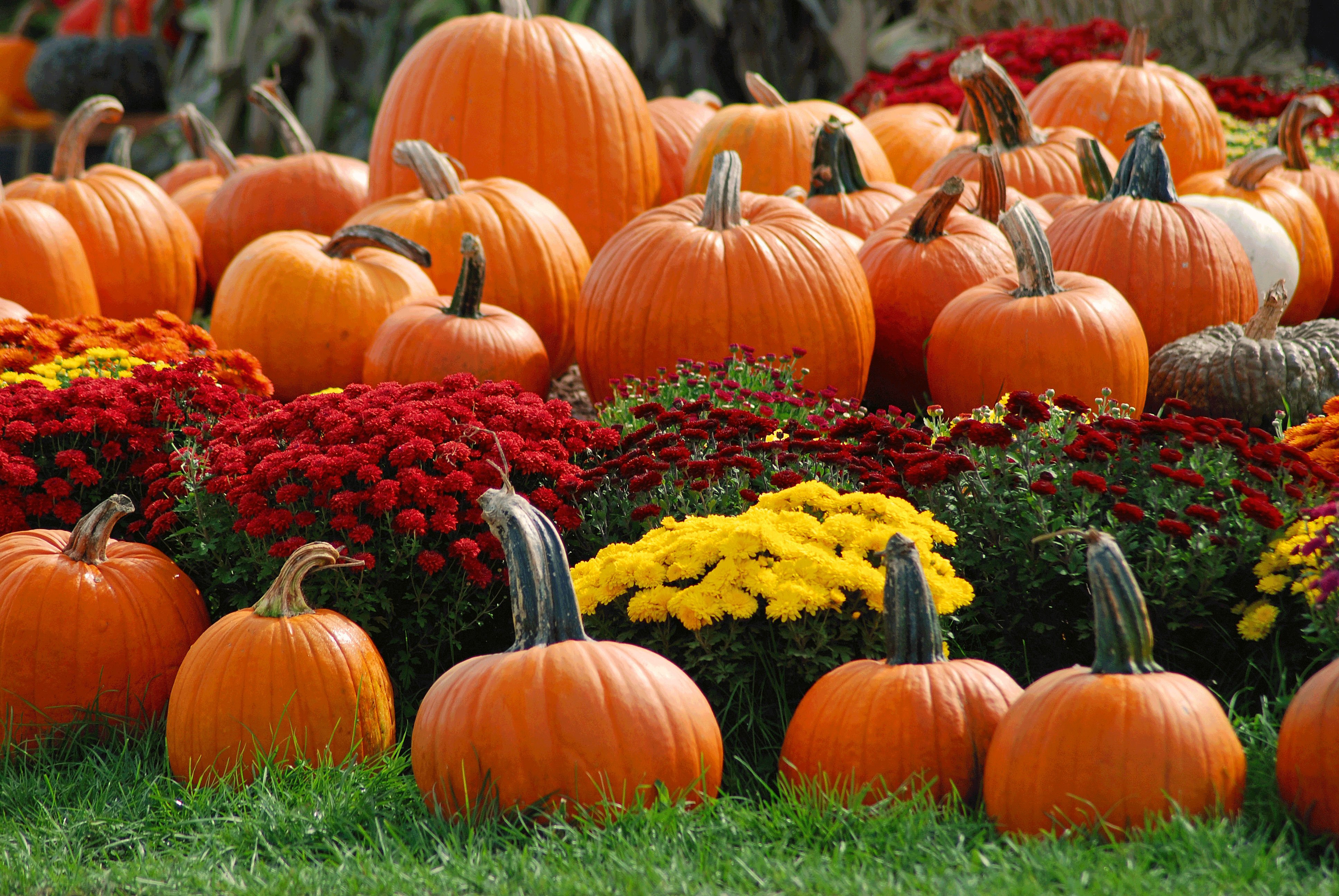 Fall Pumpkins And Mums- WallpaperUse