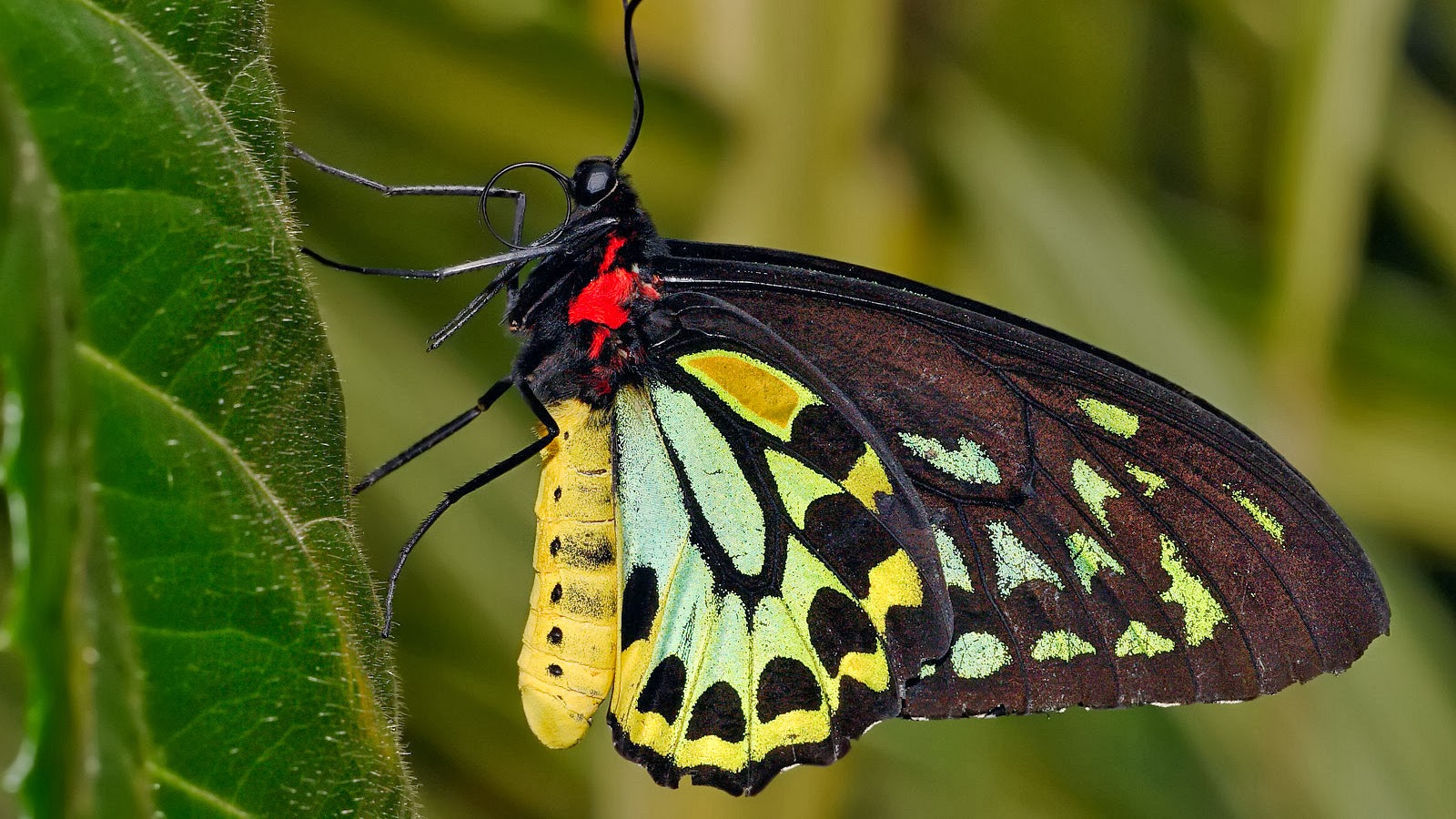 farfalla wallpaper hd,falene e farfalle,la farfalla,insetto,invertebrato,falena (#120950 ...