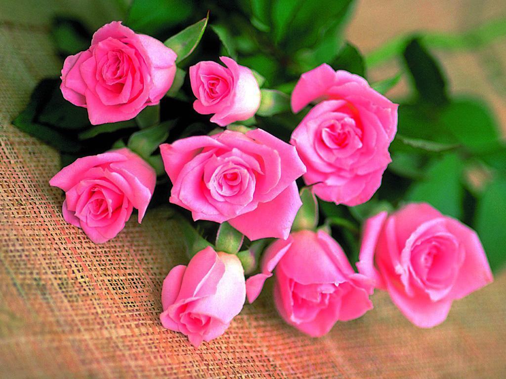 The Rose Of Love - Flower Rose Love Hd- WallpaperUse