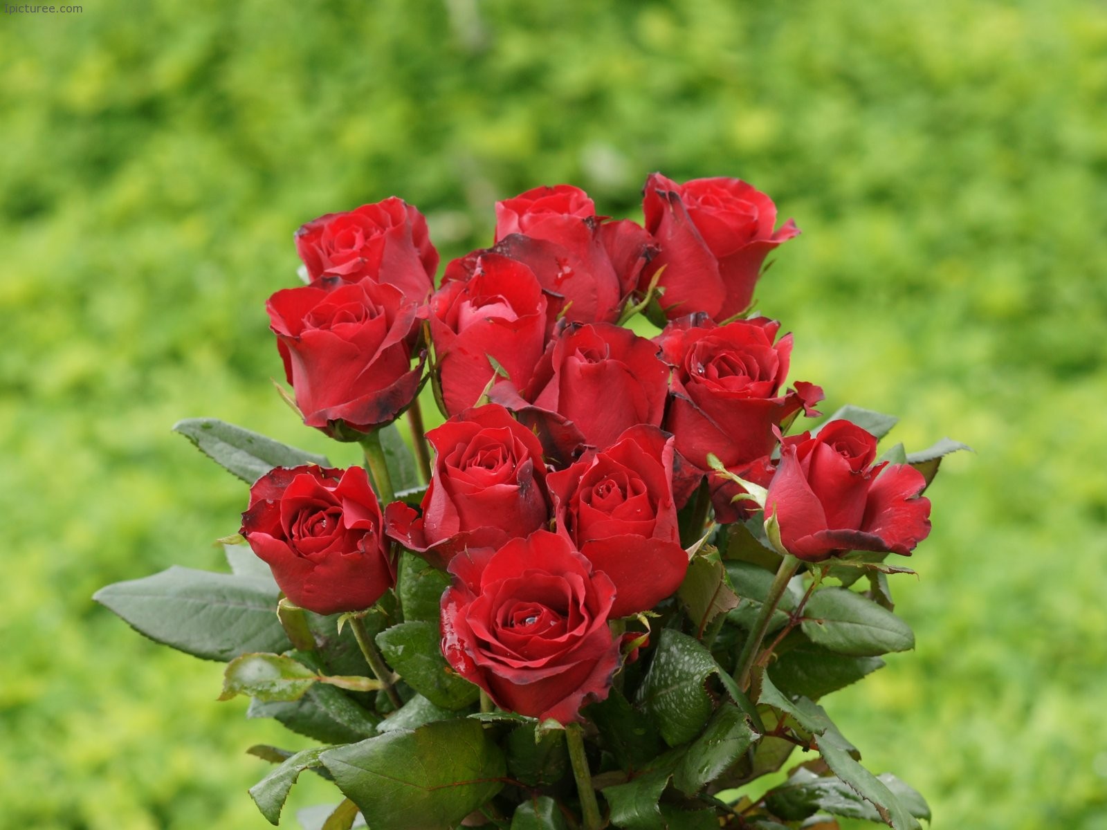 roj wallpaper,flower,flowering plant,garden roses,rose,plant (#121770 ...