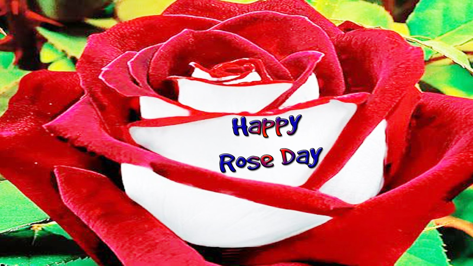 roj wallpaper,flower,rose,hybrid tea rose,red,garden roses (#121804 ...