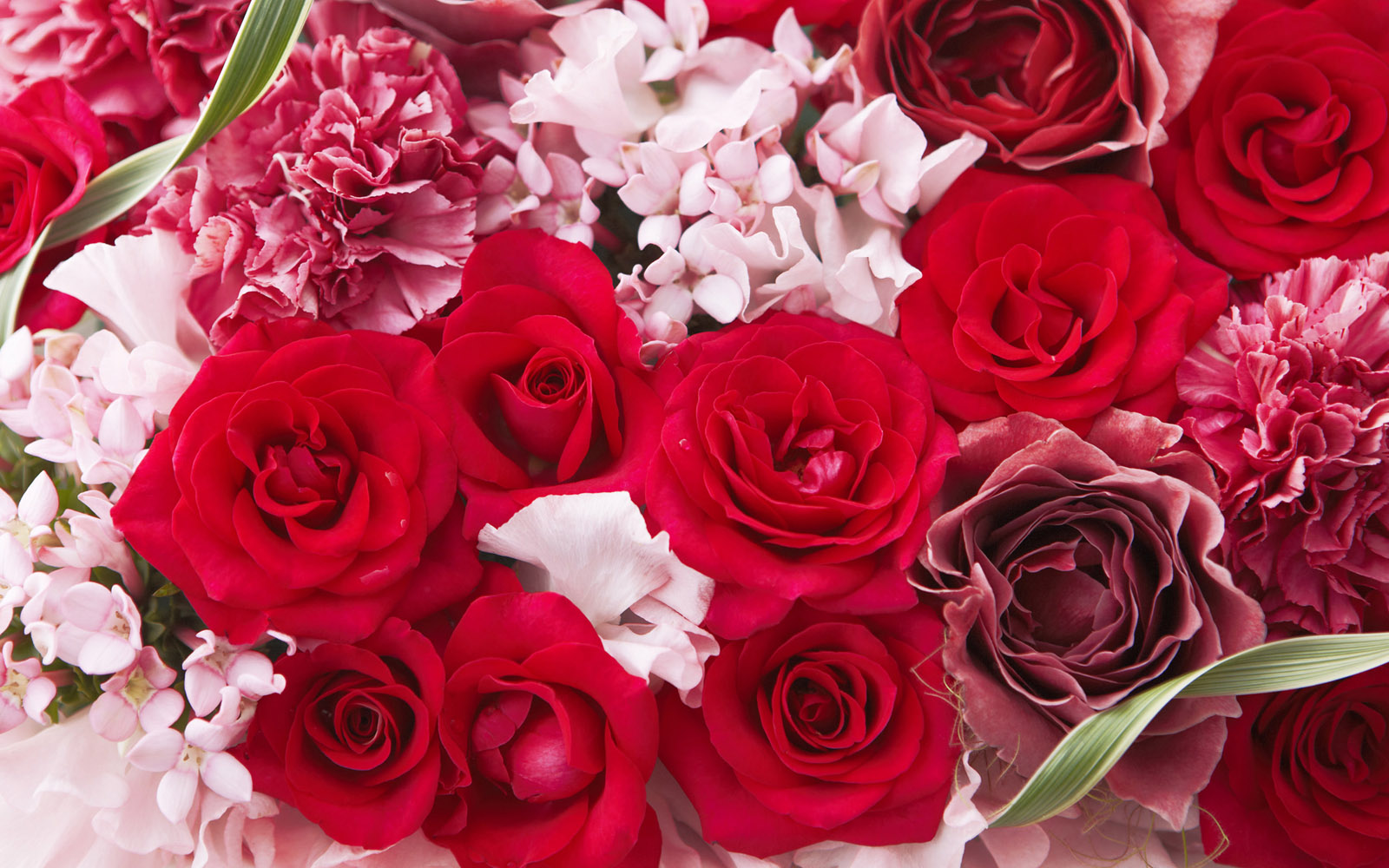 Gulab Ka Phool Wallpaper Download - Beautiful Rose Flower Scenery ...