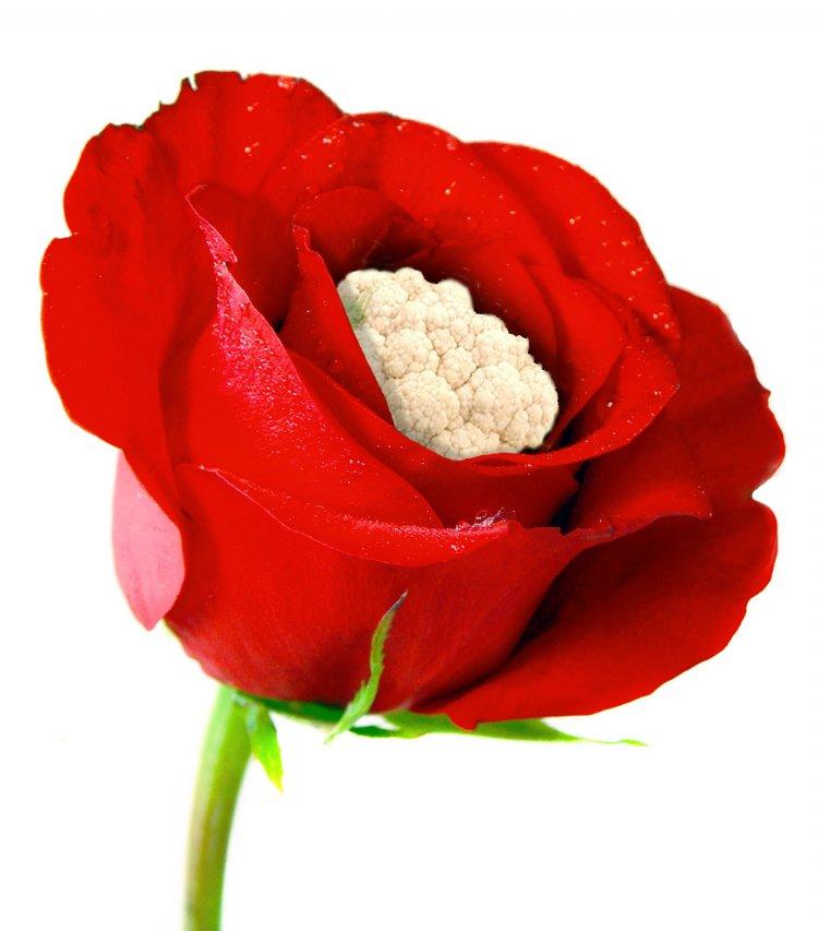 gulab ka phool wallpaper,red,flower,petal,cut flowers,garden roses ...