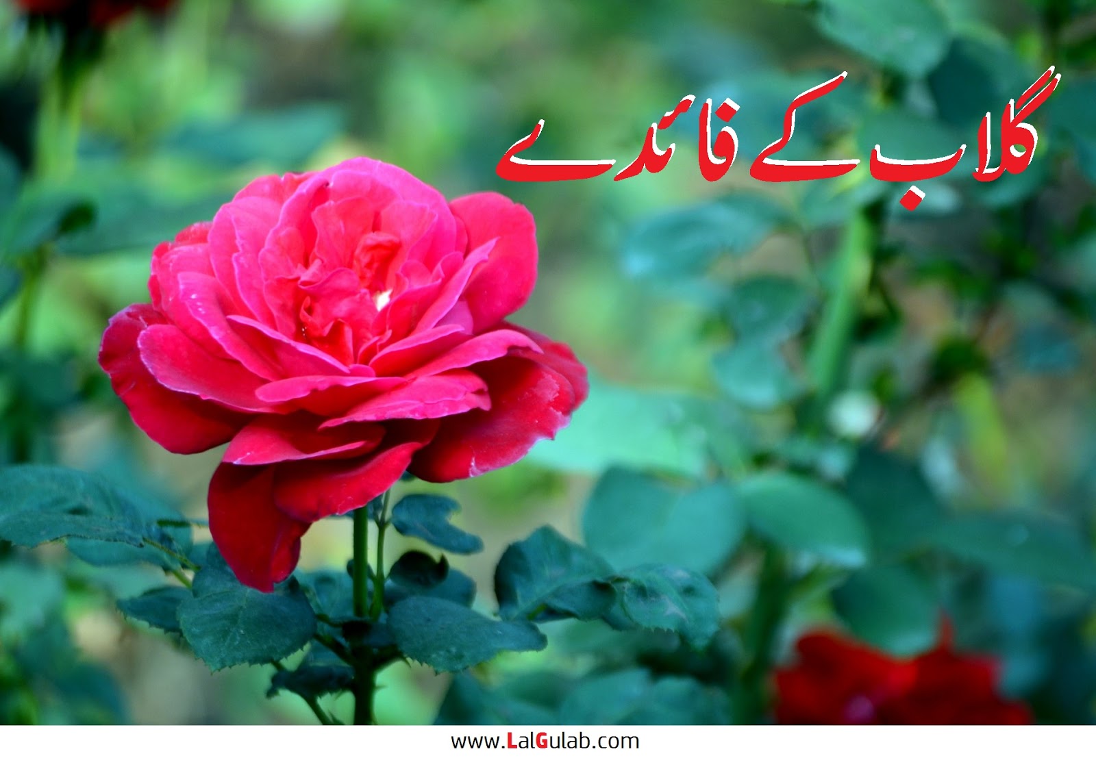 carta da parati gulab ka phool,fiore,pianta fiorita,julia child rose ...