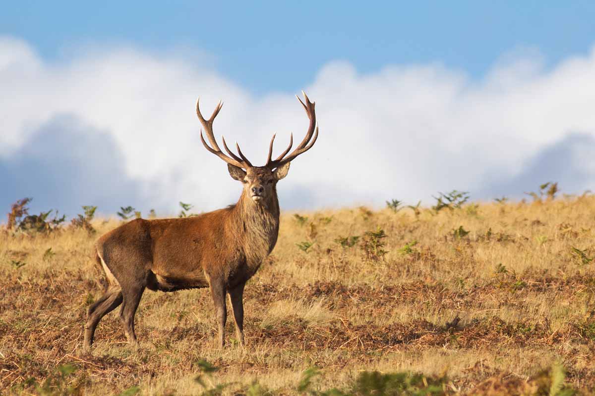 Full Hd Stag Desktop Wallpapers - Red Deer Stag Hd- WallpaperUse