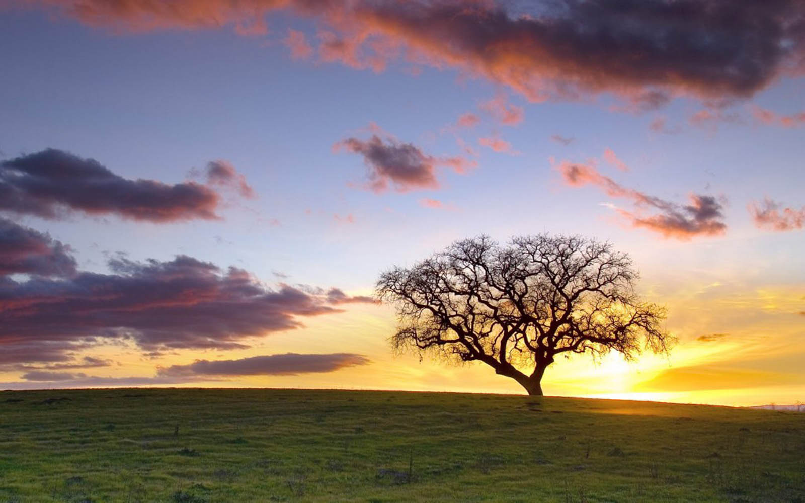 evening wallpaper,sky,natural landscape,nature,tree,horizon (#124661 ...