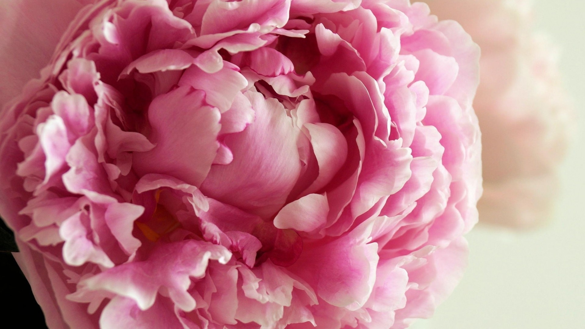 Peony Hd Background - Peony High Resolution- WallpaperUse