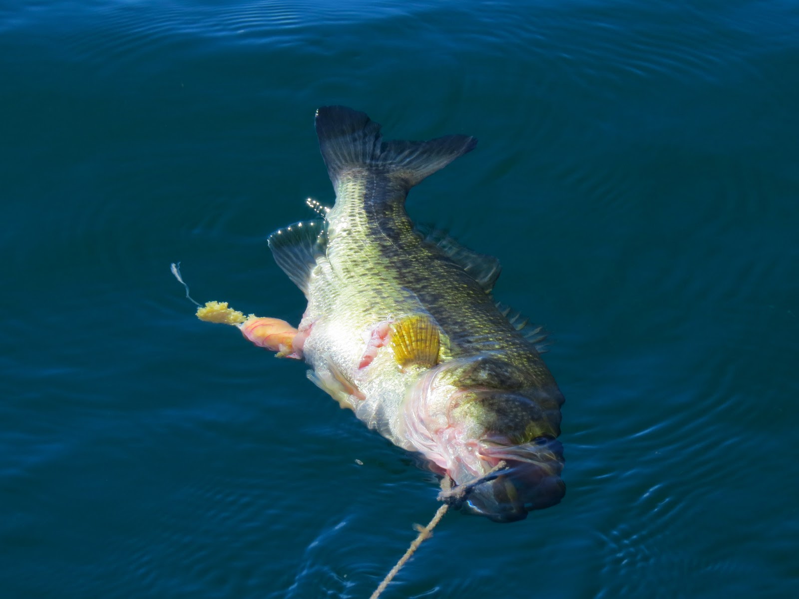 bass wallpaper,fish,bass,fish,fishing,ray finned fish (#133183 ...