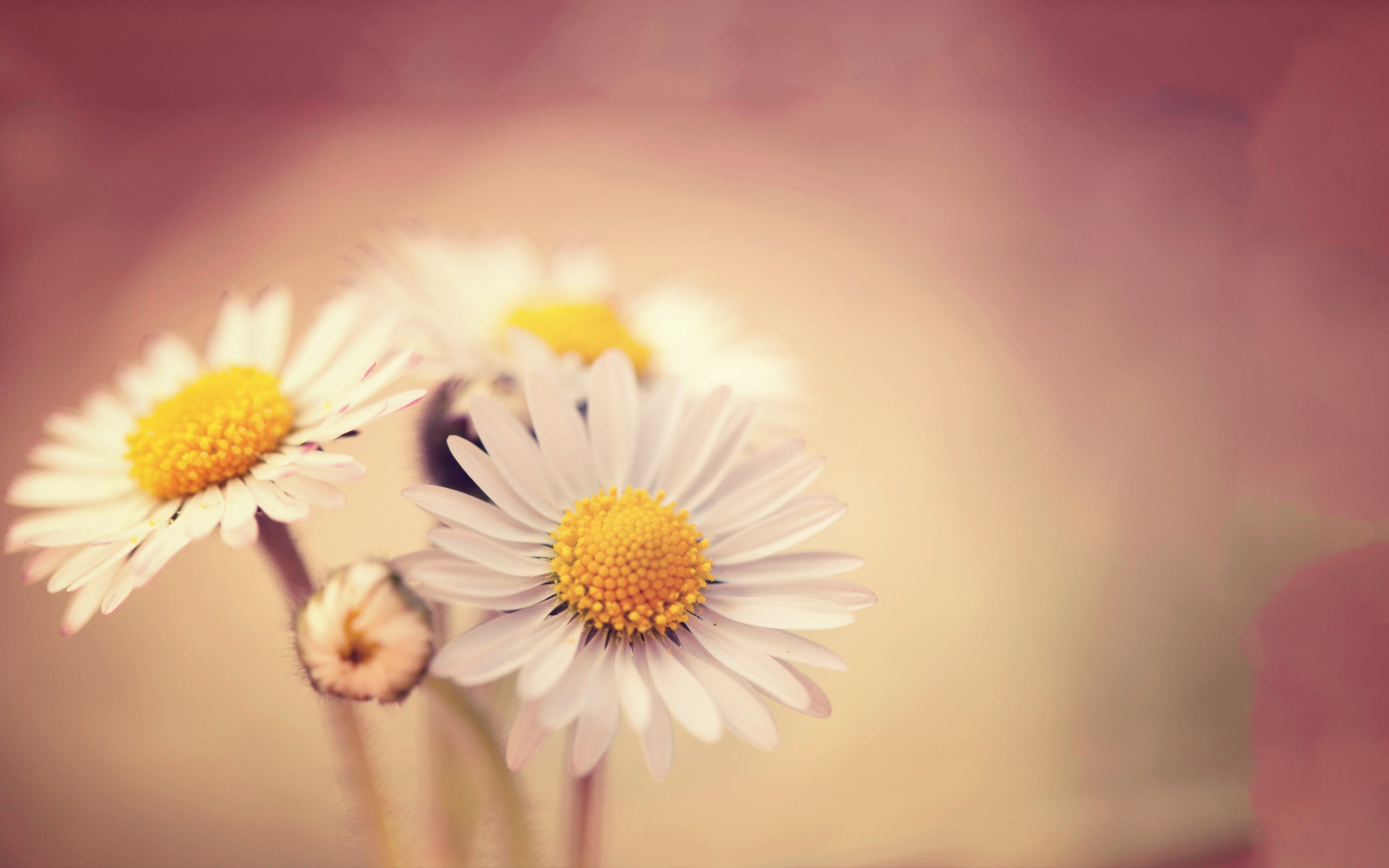 viber wallpaper,daisy,flower,nature,petal,mayweed (#133301) - WallpaperUse