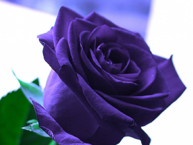 Single Purple Rose Flower- WallpaperUse