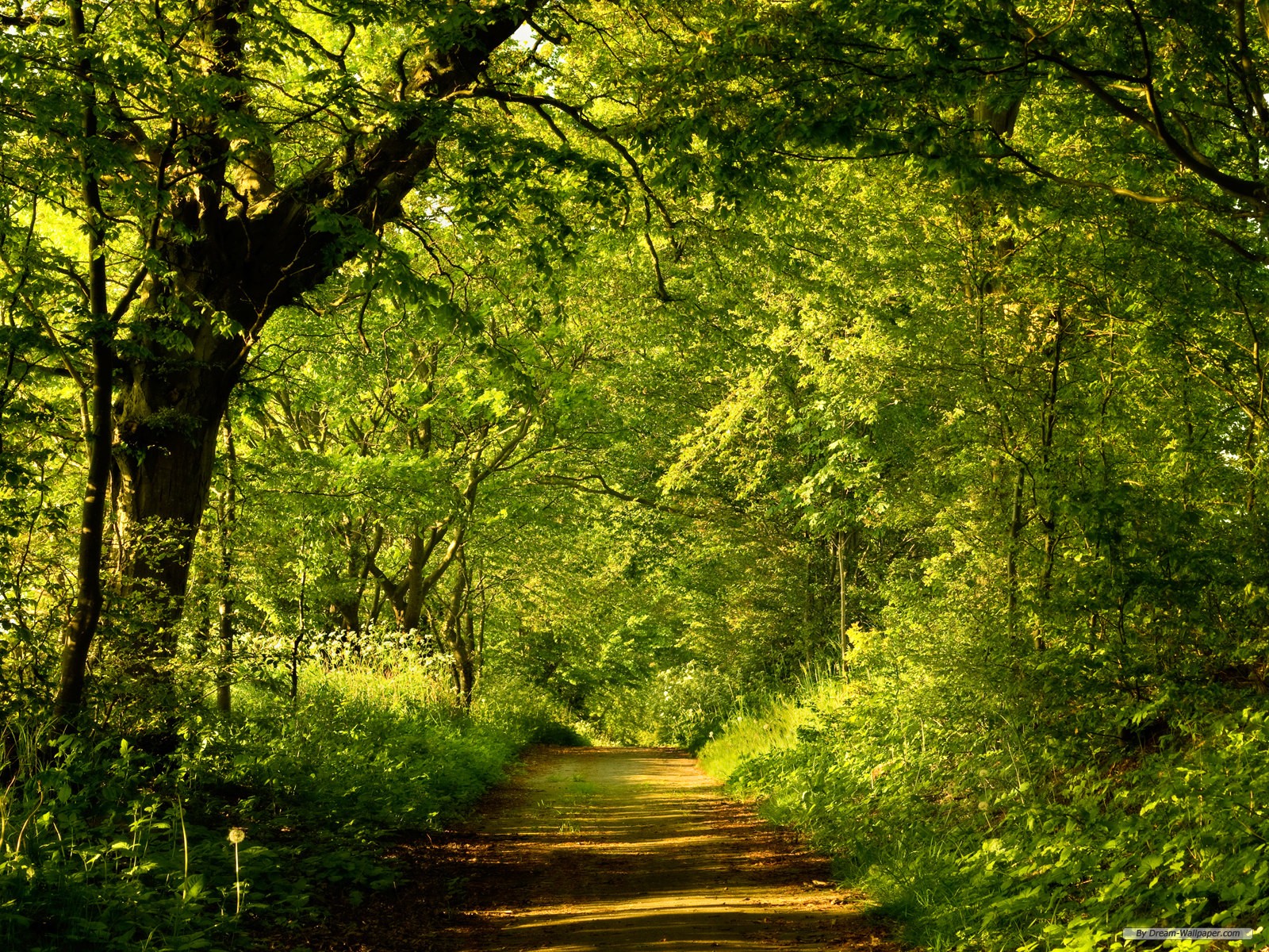 1024x768 wallpaper,natural landscape,tree,green,nature,vegetation ...