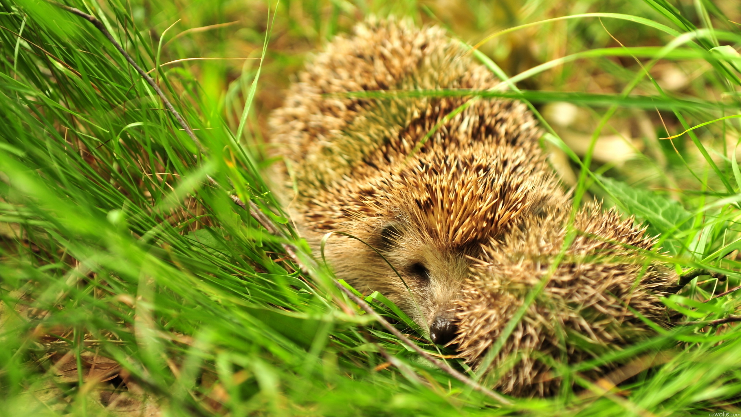 hedgehog wallpaper,erinaceidae,hedgehog,domesticated hedgehog ...