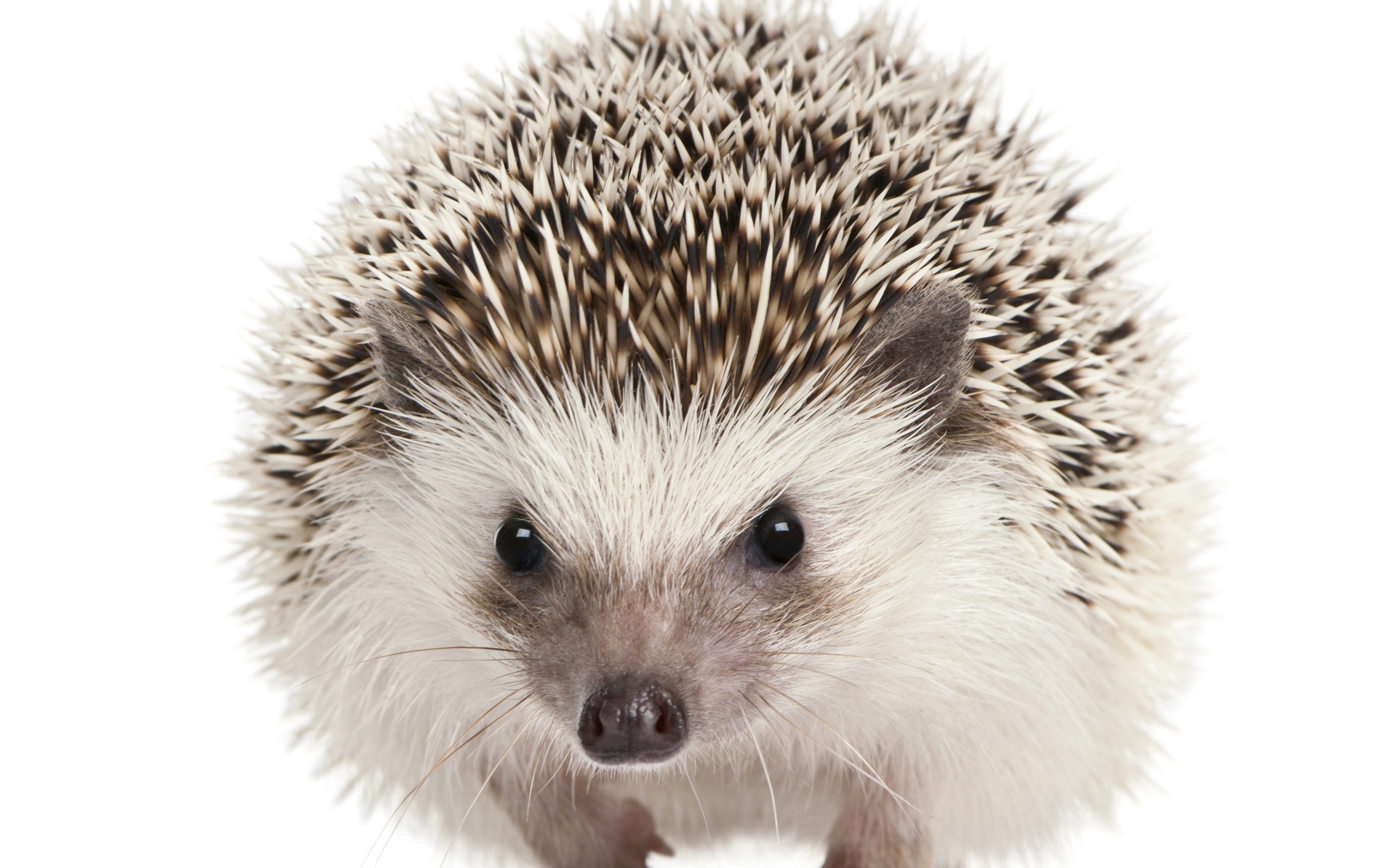 Transparent Background Hedgehog Png- WallpaperUse