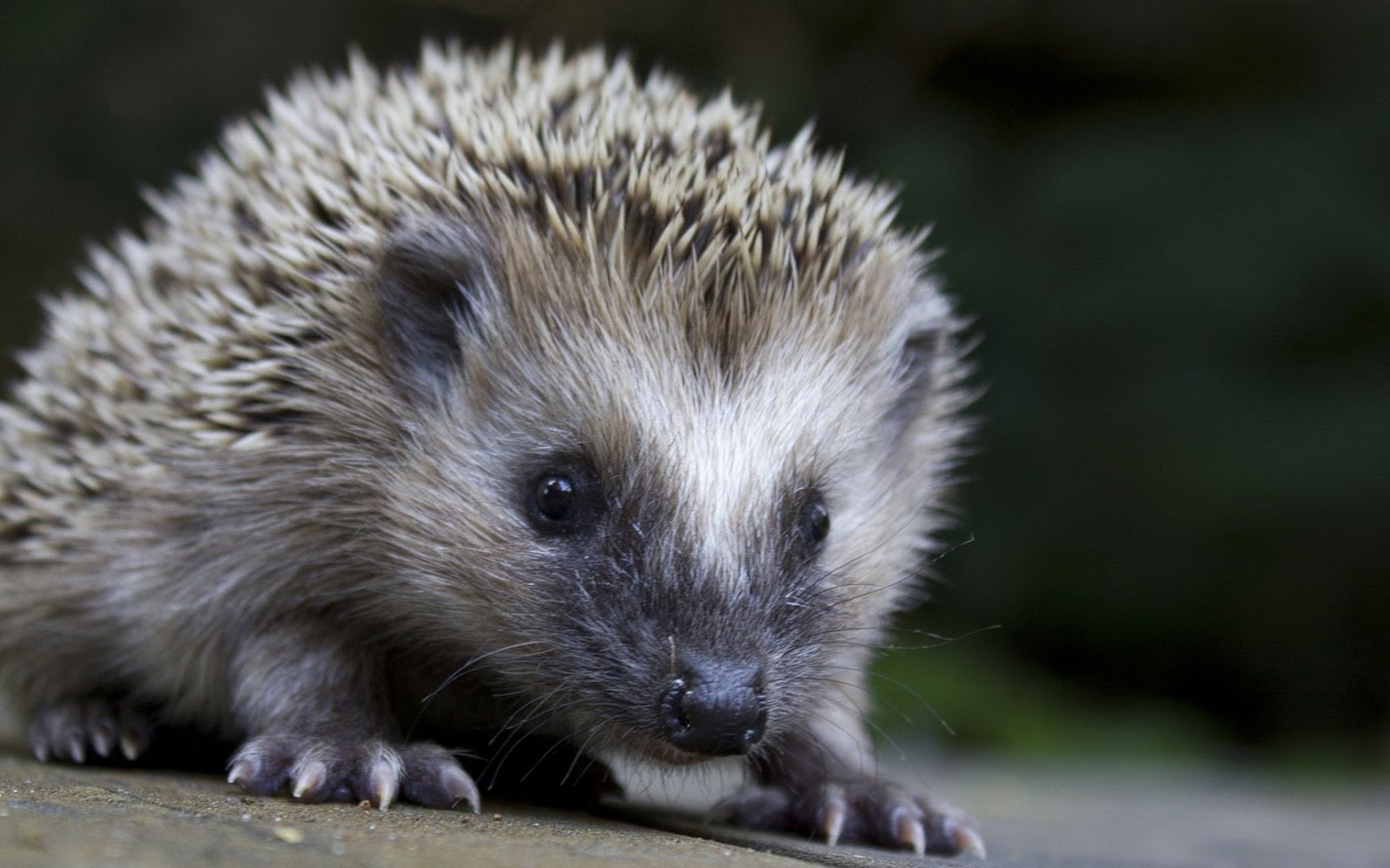 Egel Hd- WallpaperUse