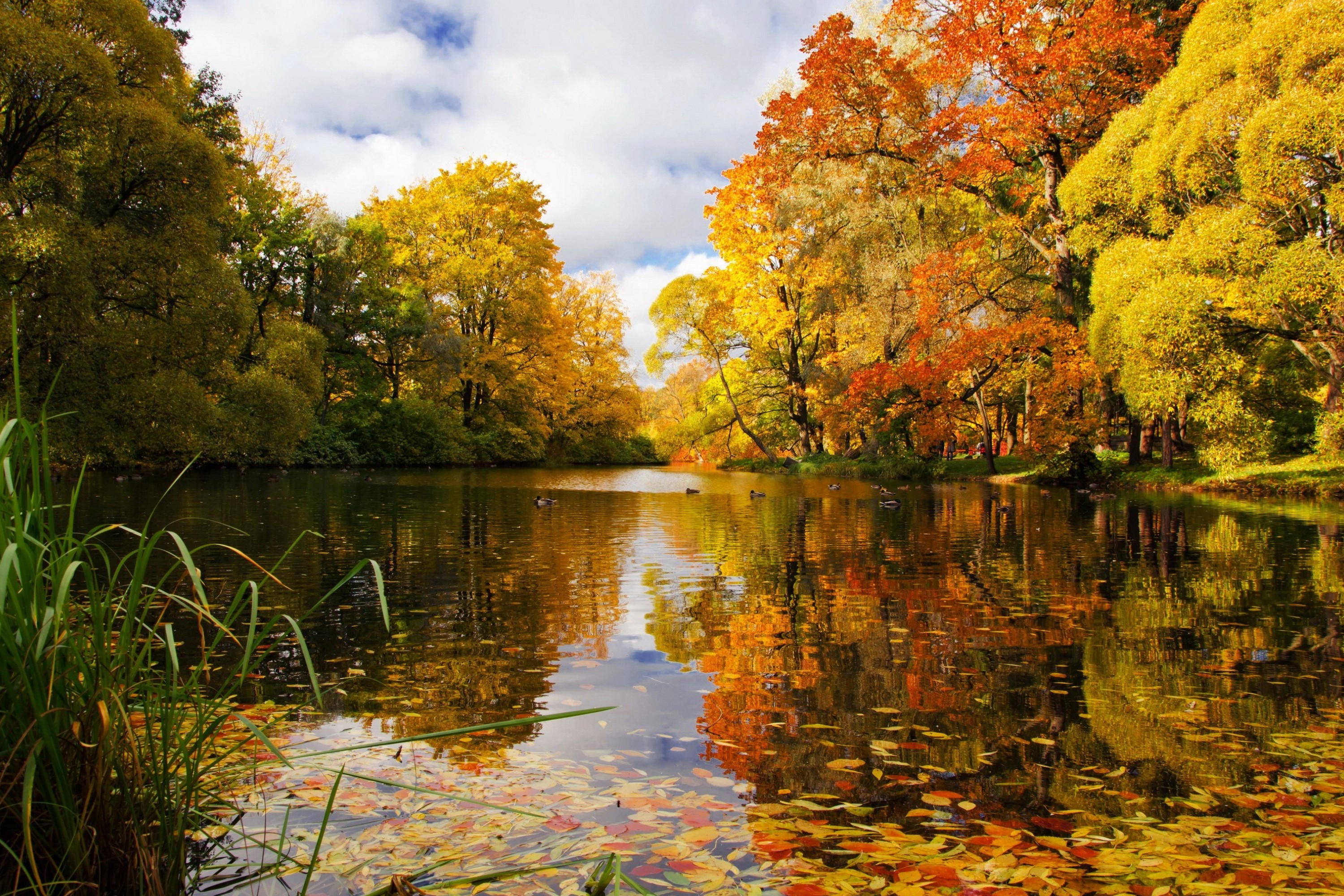 554847 Title Photography Park Pond Duck Fall Wallpaper - St Petersburg ...
