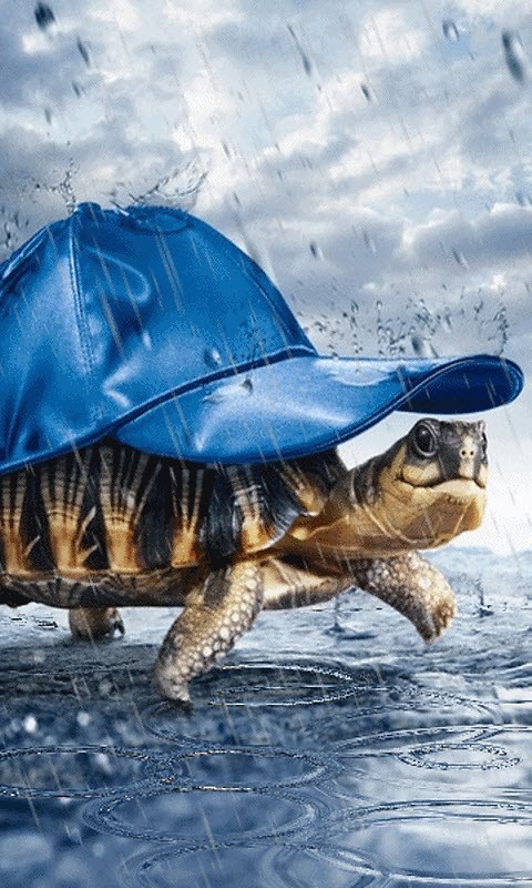 funny live wallpaper,tortoise,turtle,reptile,sea turtle,olive ridley ...