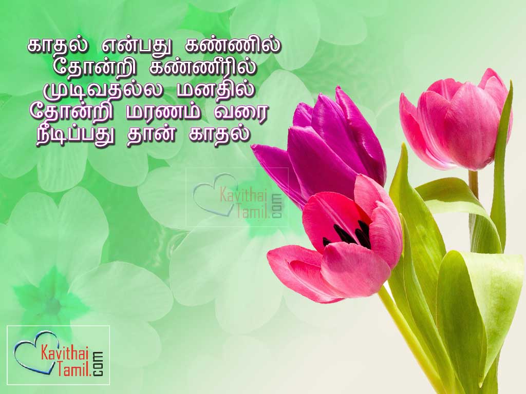 wallpaper sms,petal,flower,text,siam tulip,plant (#137647) - WallpaperUse