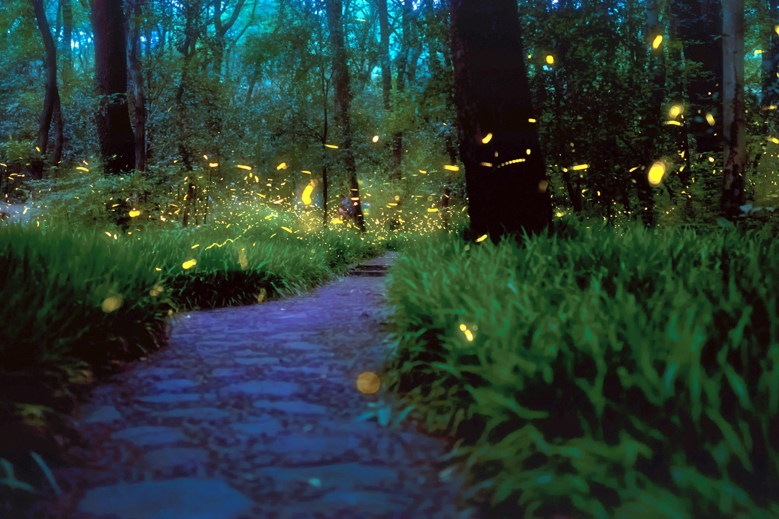 Late Night Fireflies Wallpaper 1920x1280p - Fireflies Wallpaper 4k ...