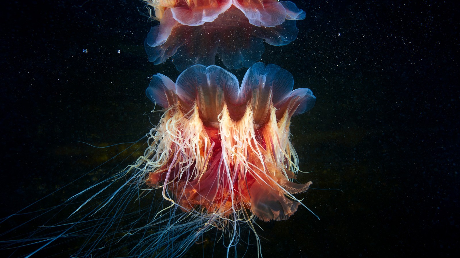 foto di sfondo hd,cnidaria,invertebrati marini,biologia marina ...