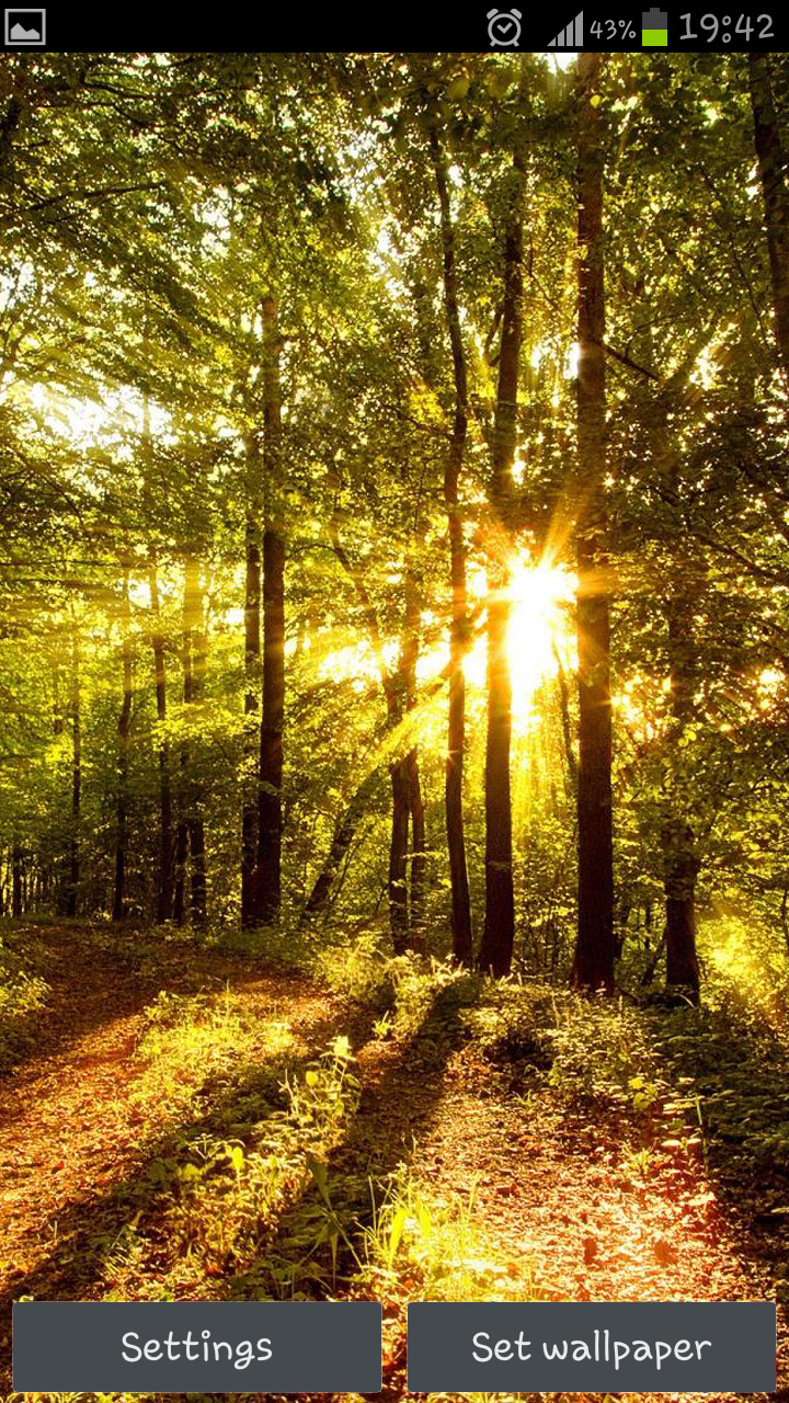 natur live wallpaper,natürliche landschaft,natur,wald,baum,sonnenlicht ...