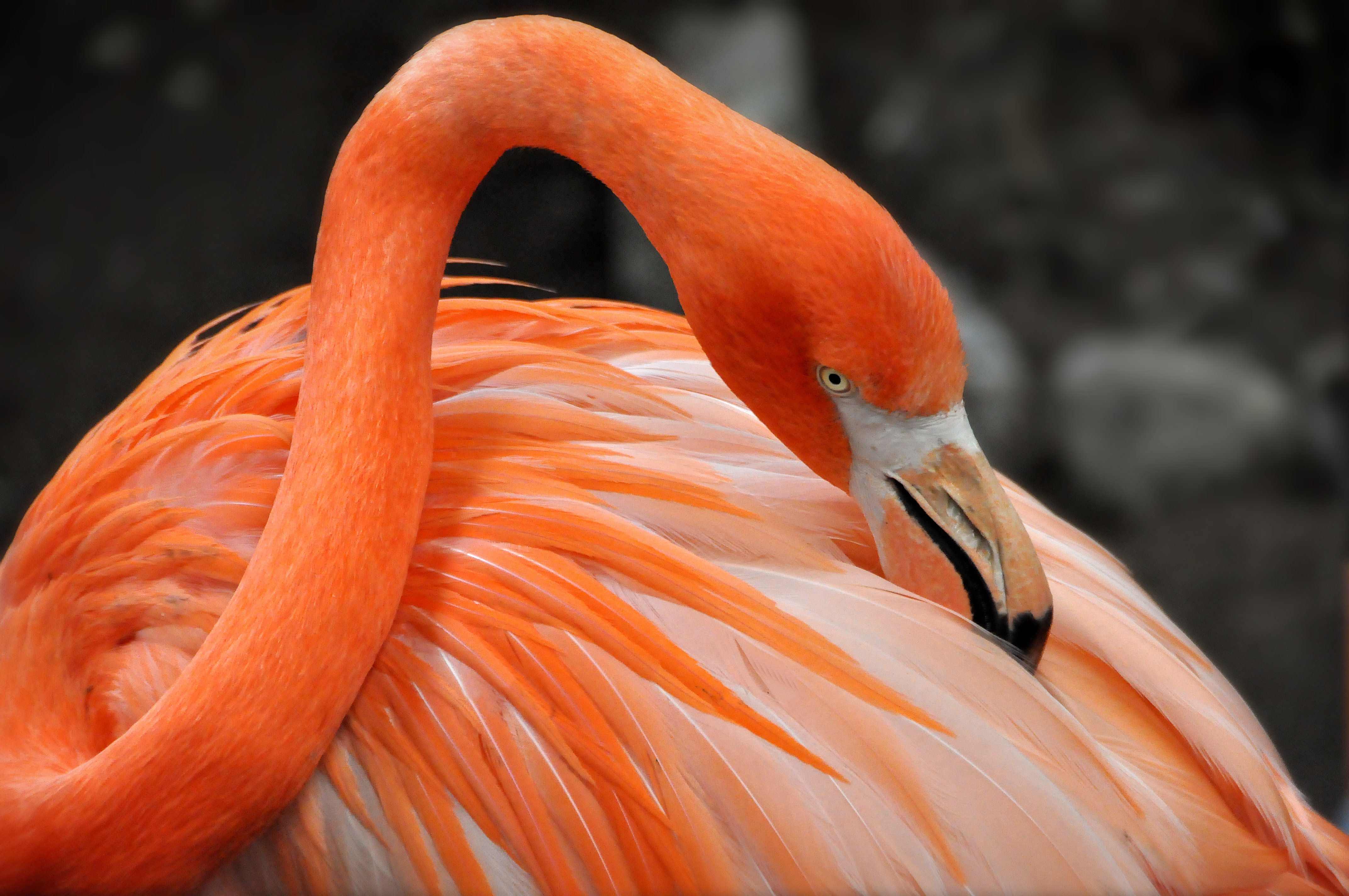 beautiful wallpaper photos,flamingo,bird,vertebrate,greater flamingo ...