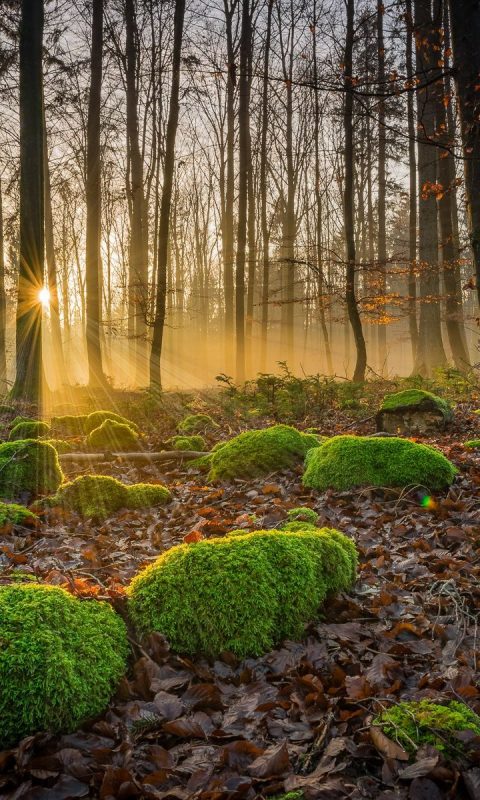 beautiful wallpaper photos,natural landscape,nature,forest,tree,natural ...