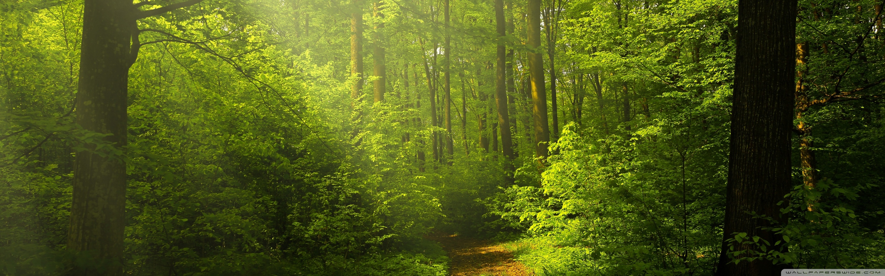 nature photo wallpaper,natural landscape,forest,nature,tree,old growth ...