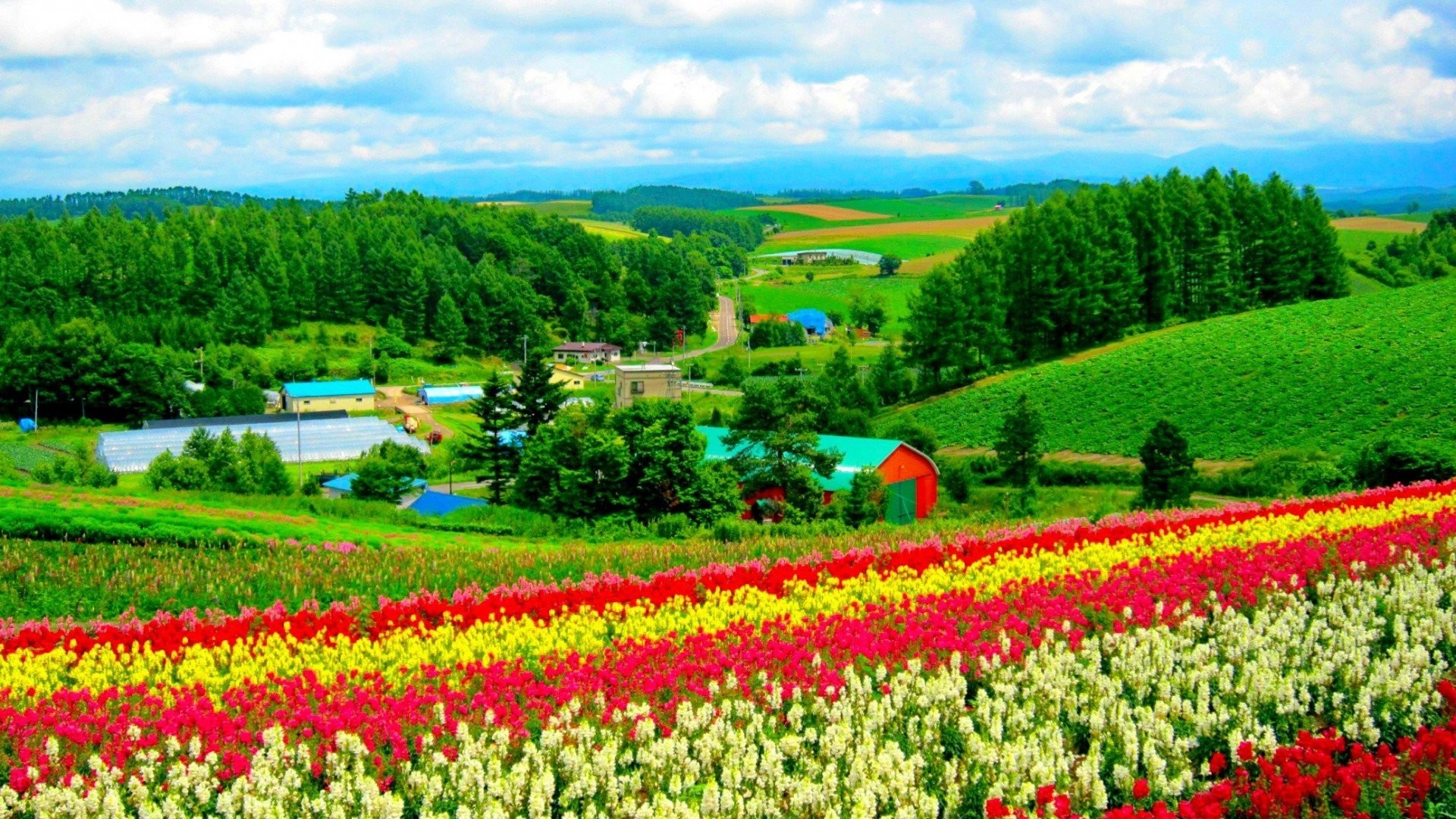 latest wallpaper download,natural landscape,nature,field,flower,plant ...