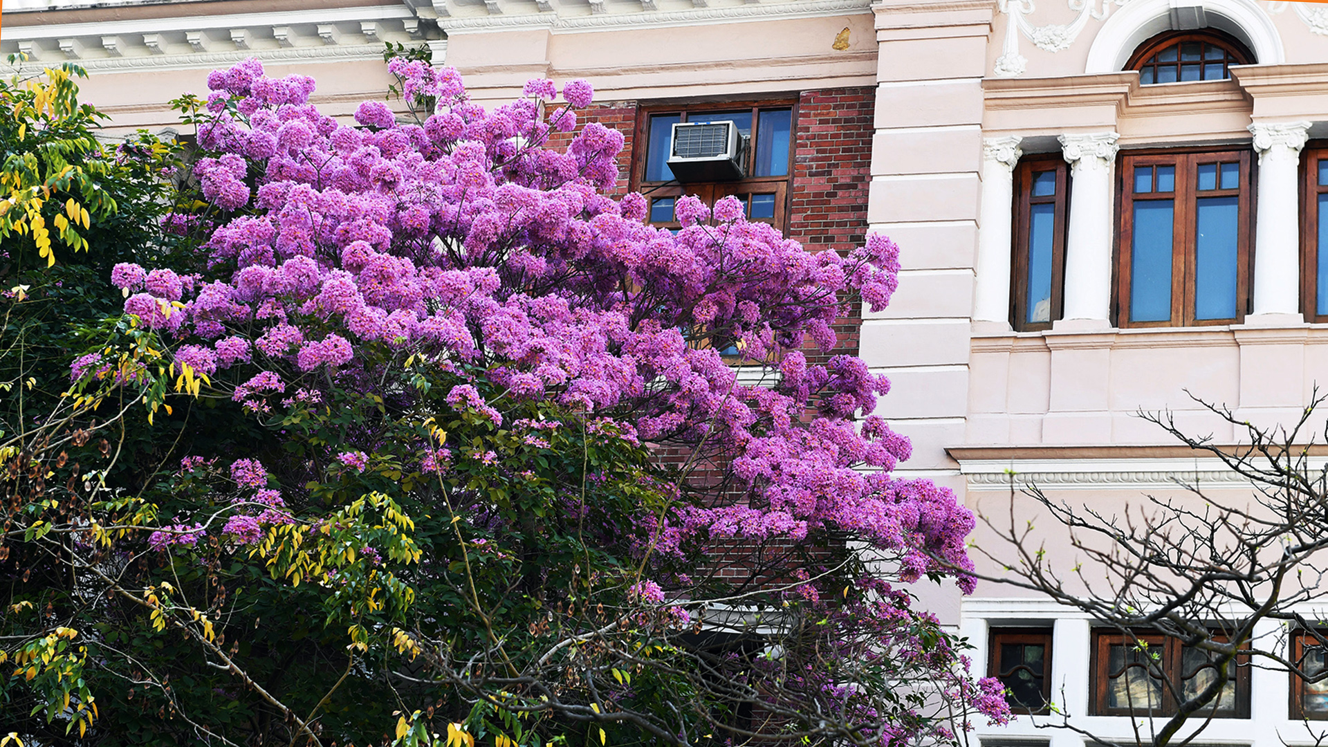wallpaper images photo,flower,plant,tree,pink,purple (#145993 ...