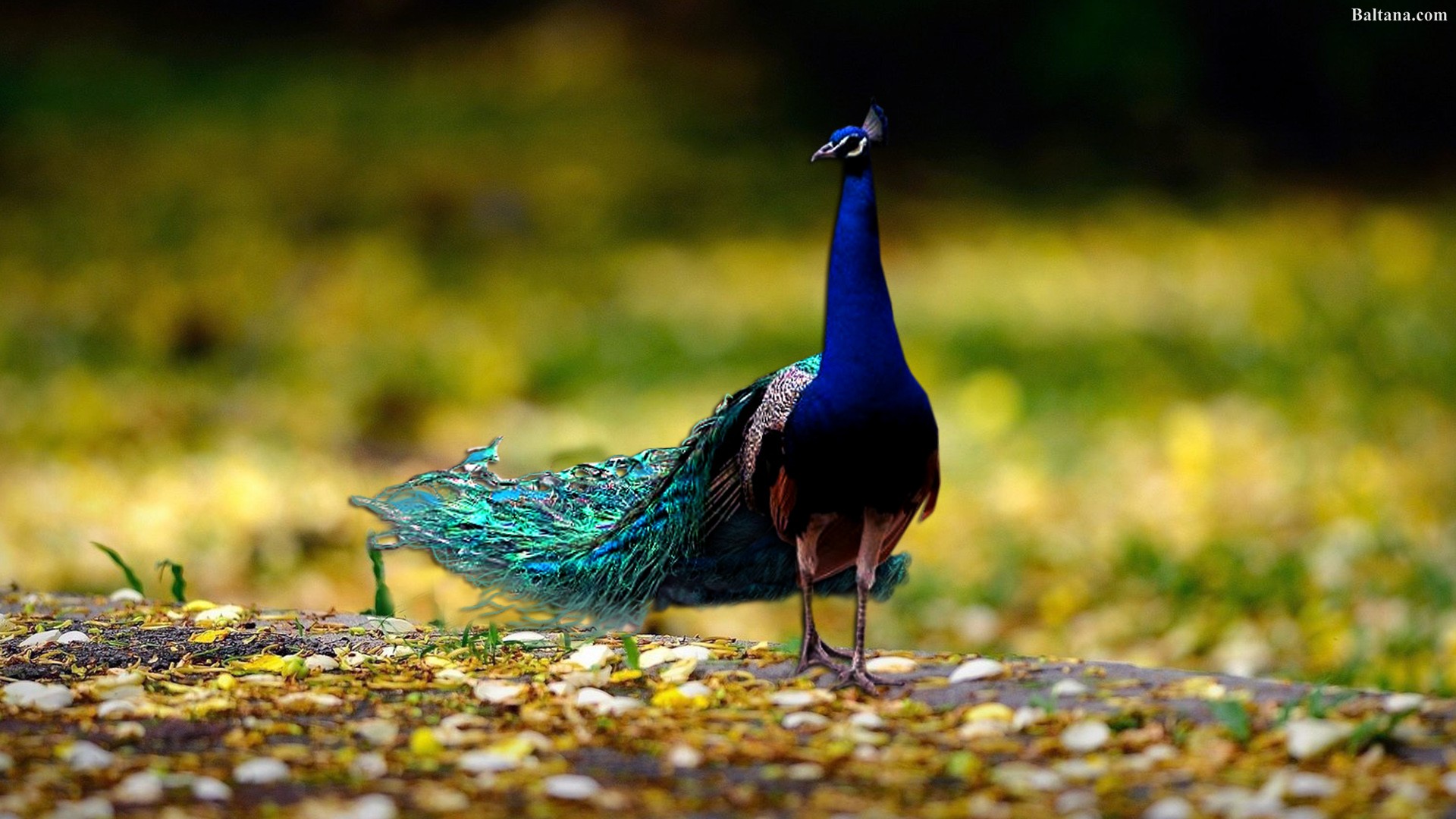 high hd wallpaper,bird,peafowl,beak,nature,galliformes (#149186 ...