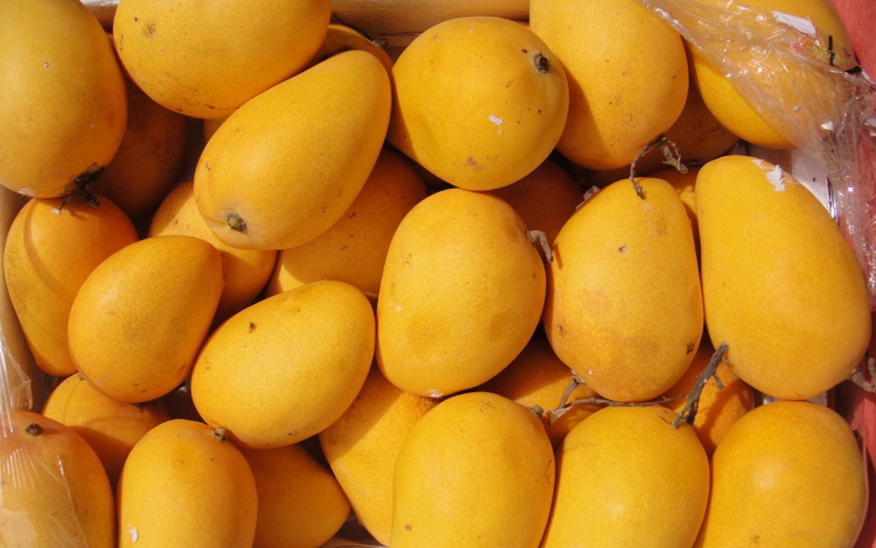 Awesome Mango Wallpapers - Gujarat Kesar Mango- WallpaperUse