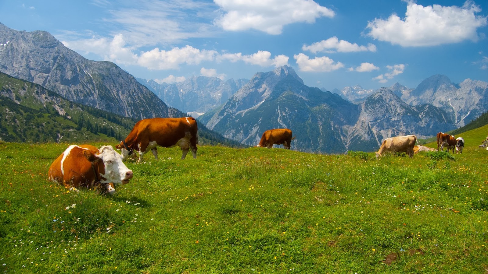 papier peint vache,paysage naturel,montagne,pâturage,prairie,chaîne de ...